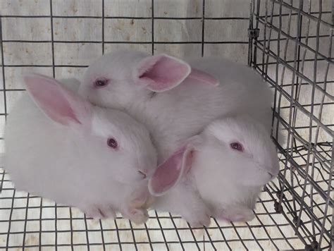 Weaning Enteritis In Rabbits Causes Symptoms Prevention And