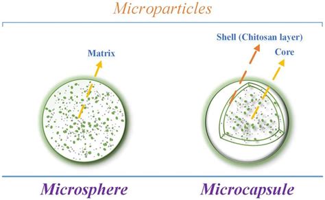 Schematic Presentation Of A Microsphere And A Microcapsule Download Scientific Diagram