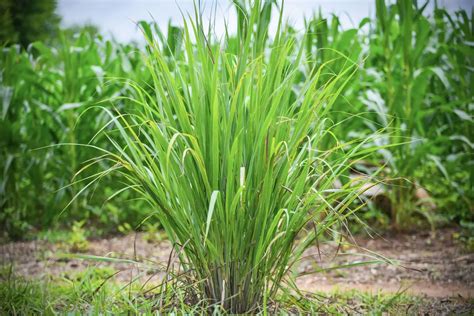 How To Grow Lemongrass Nurtured Life