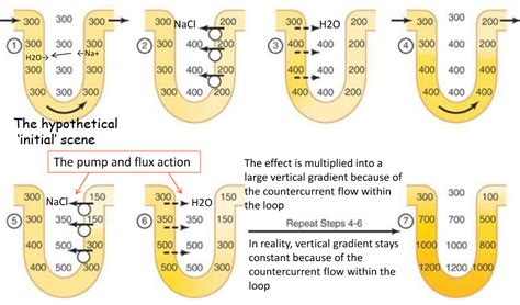 diagram of the countercurrent multiplier system countercurre