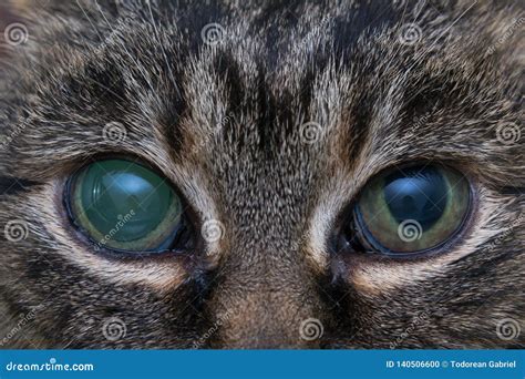 Acute Glaucoma In Adult Cat Intraocular Presure Increased And Blind At