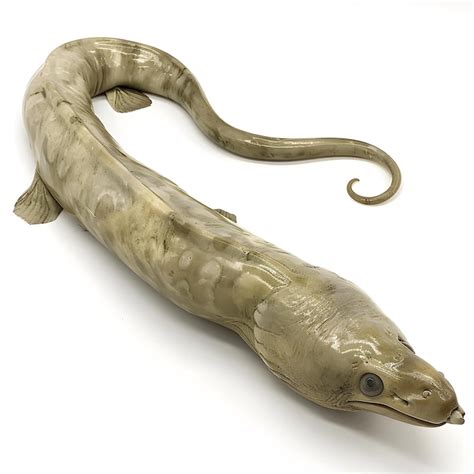 Premium Photo Preserved Specimen Of A Conger Eel