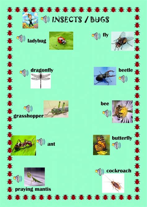 Insects Interactive Activity For Primaria Live Worksheets