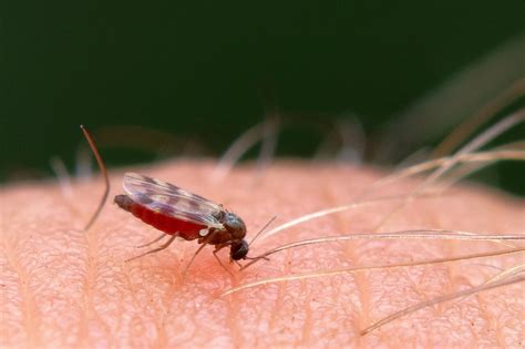 Small Midges Flies