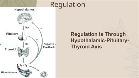 Thyroid Gland Biochemistry Mbbs 2nd Year Pptx