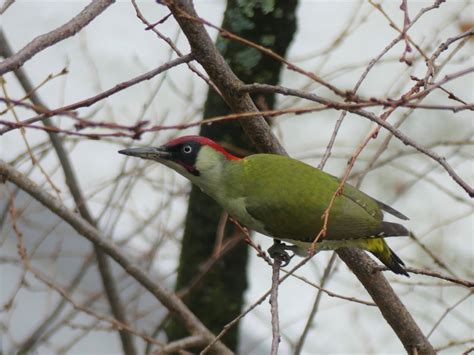 Soorten Spechten Herkennen Vogelvoeronline Nl