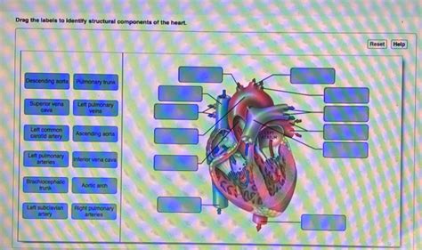 Solved Drag The Labels To Identify Structural Components Of The Heart [biology]