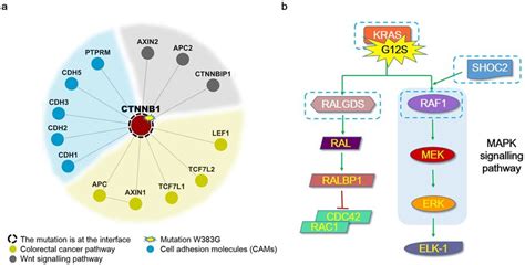 Downstream Interactors Affected By Deleterious Saps In Ctnnb1 And Kras Download Scientific
