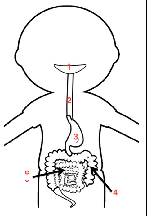 6th Grade Biology Digestive System Terms And Definitions Flashcards