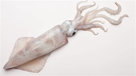 Squid Anatomy
