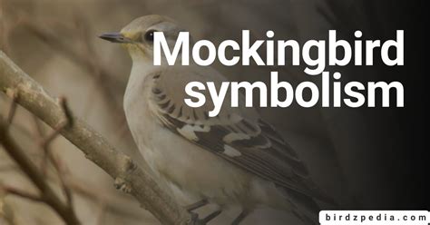 Mockingbird Symbolism Dream Meaning Totem And More