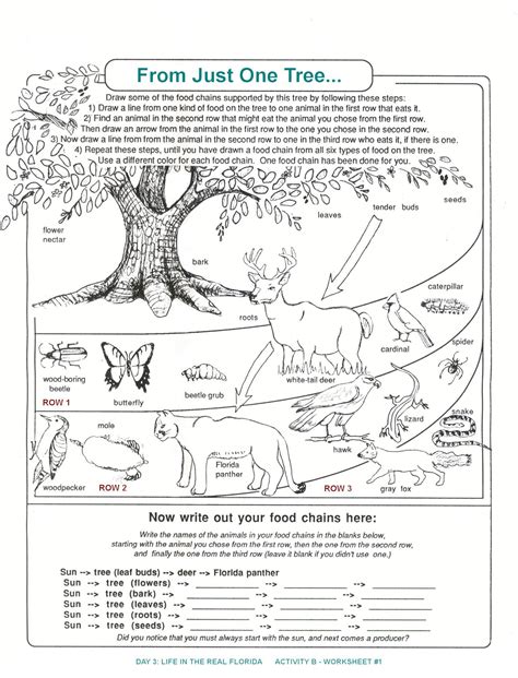 Printable Worksheet Ecosystems For Third Grade