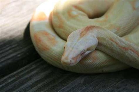 Download Boa Constrictor Image Classification Dataset Free Labeled