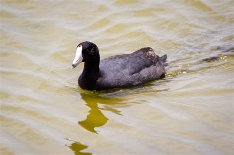 American Coot Hfandg