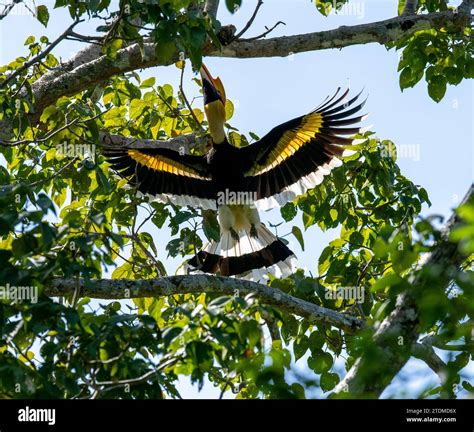 Nelliyampathy Where The Majestic Great Hornbill Soars Through Lush