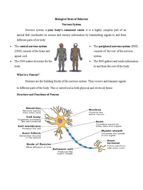 Biological Basis Of Behavior Pdf Neuron Nervous System