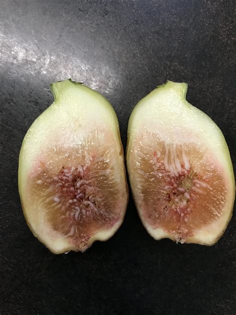 Dorée — French Fig Farm