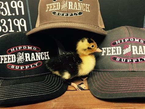 Nipomo Feed And Ranch Supply Updated October 2025 14 Reviews 1275 N Thomson Ave Arroyo