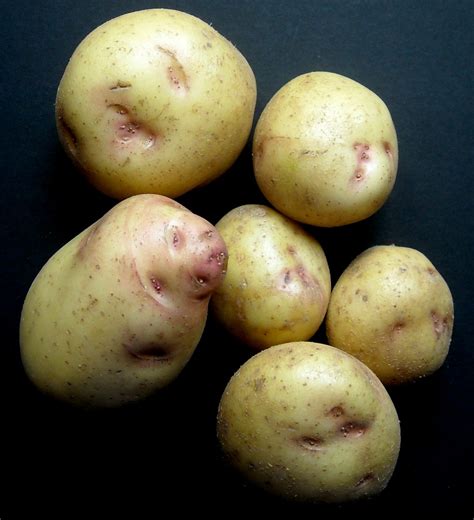 Potato recipes: Cooking Wiki