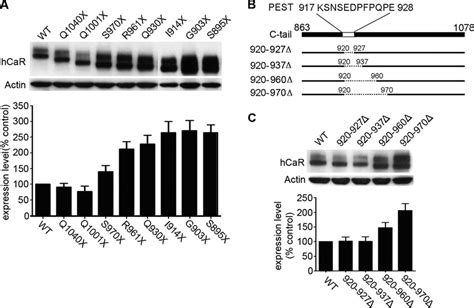 Scanning Of Expression Levels Of Different Hcar Carboxyl Tail