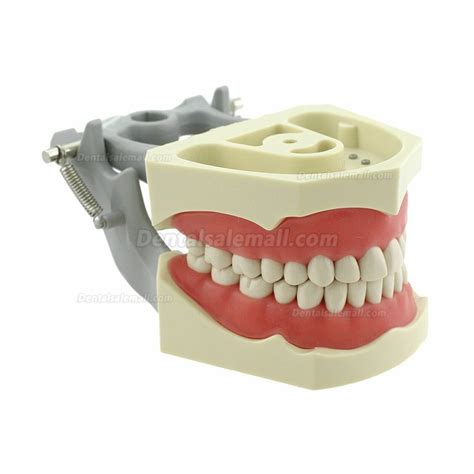 Dental Typodont Model With Pole Mount Practice 32 Pcs Teeth Compatible