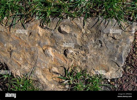 Close Up Of Prehistoric Petrified Extinct Animal Imprints In Stone Fossils Background Stock