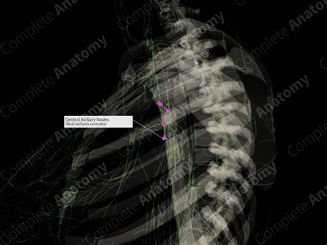 Central Axillary Nodes Left Complete Anatomy