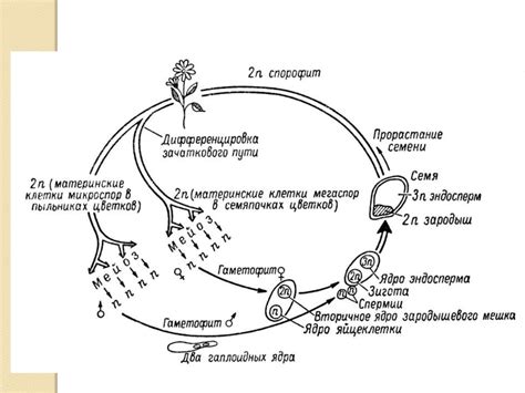 Циклы развития растений Online Presentation