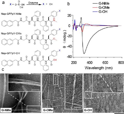 Synthesis And Characterization Of Peptide Based Nano Fi Brous Download Scientific Diagram