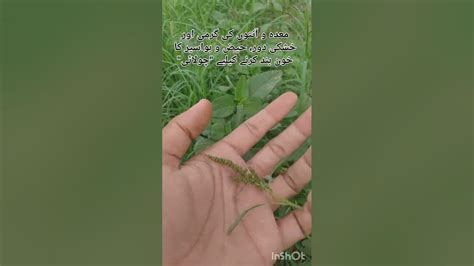 معدہ و آنتوں کی گرمی اور خشکی دور، حیض و بواسیر کا خون بند کرنے کیلیے