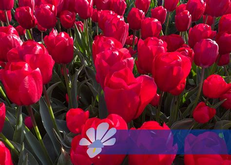 Red Bluff® Maveridge Int Bv