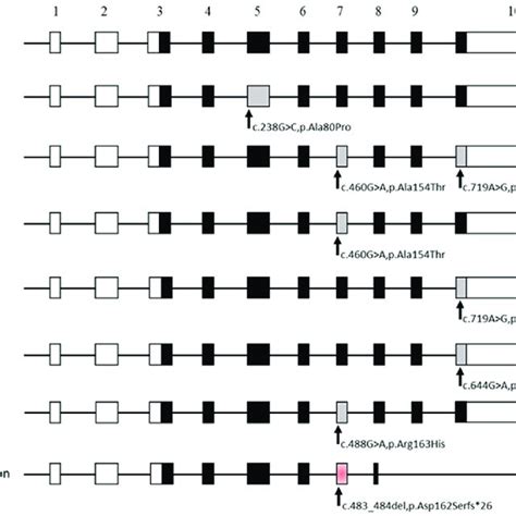 Allelic Variants Of The Human Tpmt Locus The Tpmt Gene Is Located On