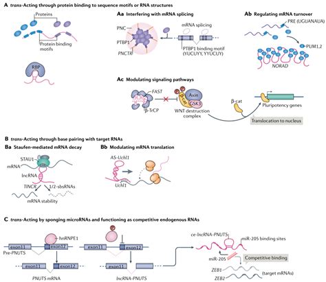 Notes2 Biotechreadmemd At Main · Dearjohnsonnynotes2 Biotech · Github