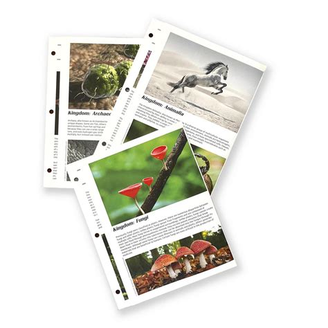 Six Kingdom Classification System Think Education Supplies