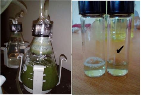 Dwi Nurterto Perbanyakan Trichoderma Sp Dalam Media Cair Dan Produksi Metabolit Sekunder Dwi Nurterto Perbanyakan Trichoderma Sp Dalam Media Cair Dan Produksi Metabolit Sekunder