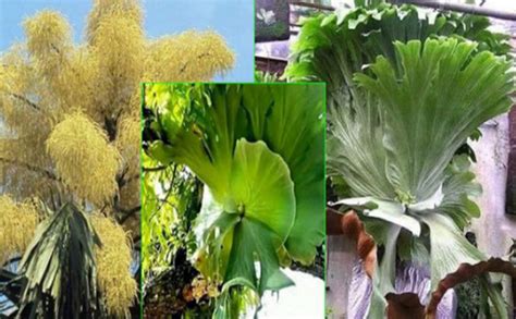 ရေဖျဉ်းအတွက် ဆေးနည်း ၂ သွယ်