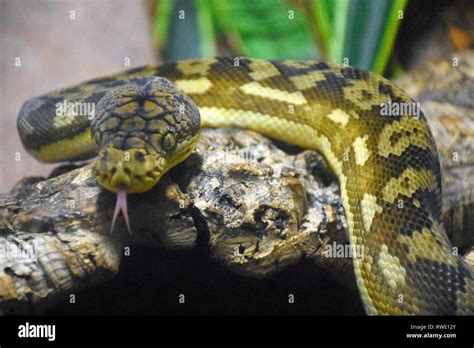 Timor Python Banque De Photographies Et Dimages à Haute Résolution Alamy
