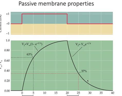 Synaptic Integration And Synaptic Plasticity Flashcards Quizlet