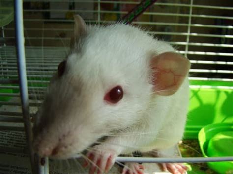 How Do Rats Mate Pestwhisperer Com