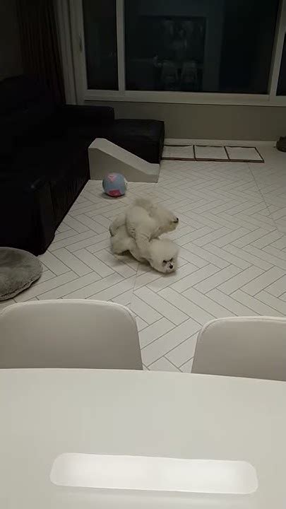 비숑프리제 비앙카 비키 모녀슈퍼슬로우모션 Youtube