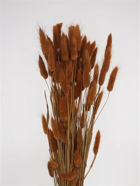 Краспедія жовта • Dfb Elements