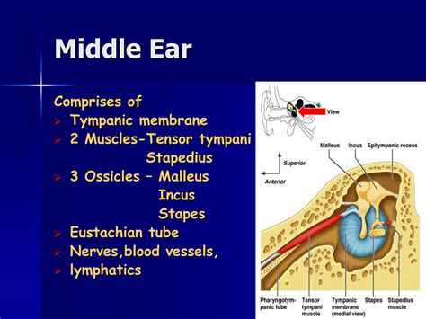 Auditory Pathway Anatomy And Physiologys Ppt