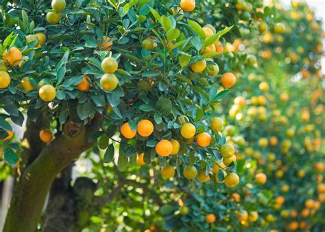 Plan De Jardin Arbre Fruitier Meilleur Arbre Pour Petit Jardin Vhktx