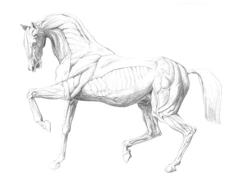 Drawing Horse Anatomy By Laloucheasoda On Deviantart