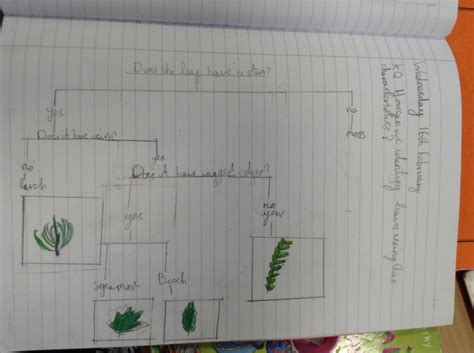 classifying leaves harlow green community primary school