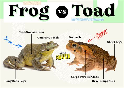 Difference Between Frog And Toad Skeleton