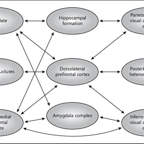 The Neural Basis Of Cognitive And Emotional Processes Reprinted With