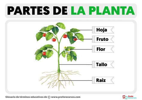 Conoce Las Partes De Una Planta Y Sus Funciones Básicas Haldaw