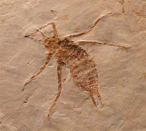 17 Best Images About Insect Fossils On Pinterest Posts Provinces Of