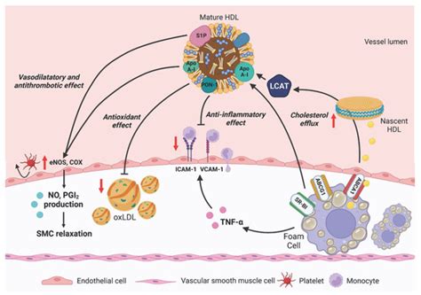 Ijms Free Full Text Air Pollution Another Threat To Hdl Function